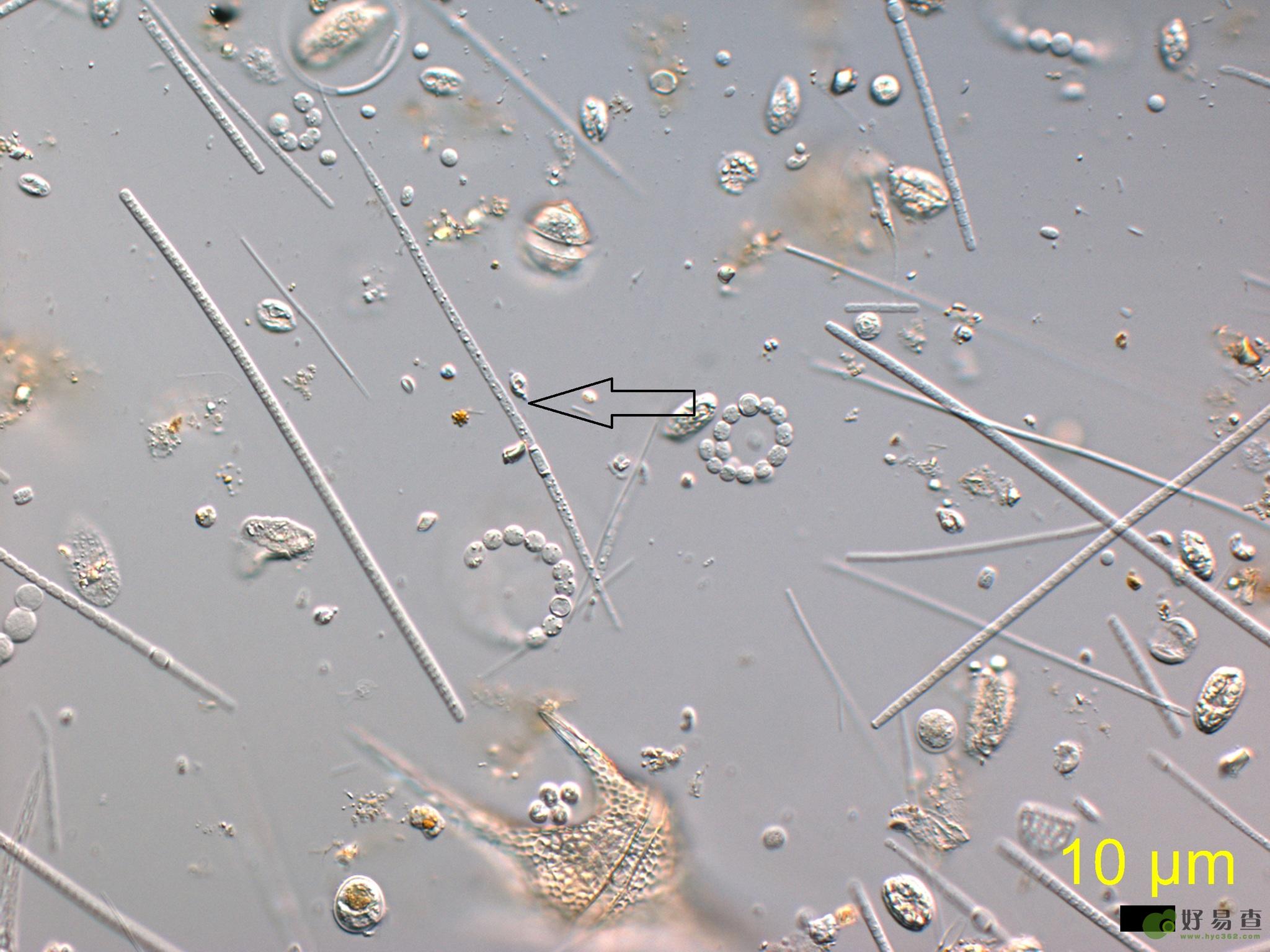 矛丝藻属_束丝藻科_念珠藻目_Nostocophycidae_蓝藻纲_蓝藻细菌门_细菌界_细菌域_生物学分类系统_查物种_好易查